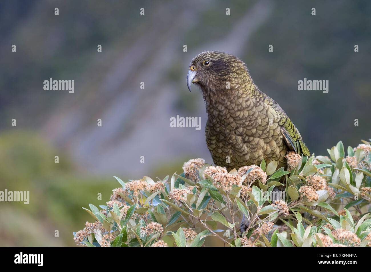 Juvenile Kea (Nestor notabilis) perched in tree daisy (Olearia spp ...