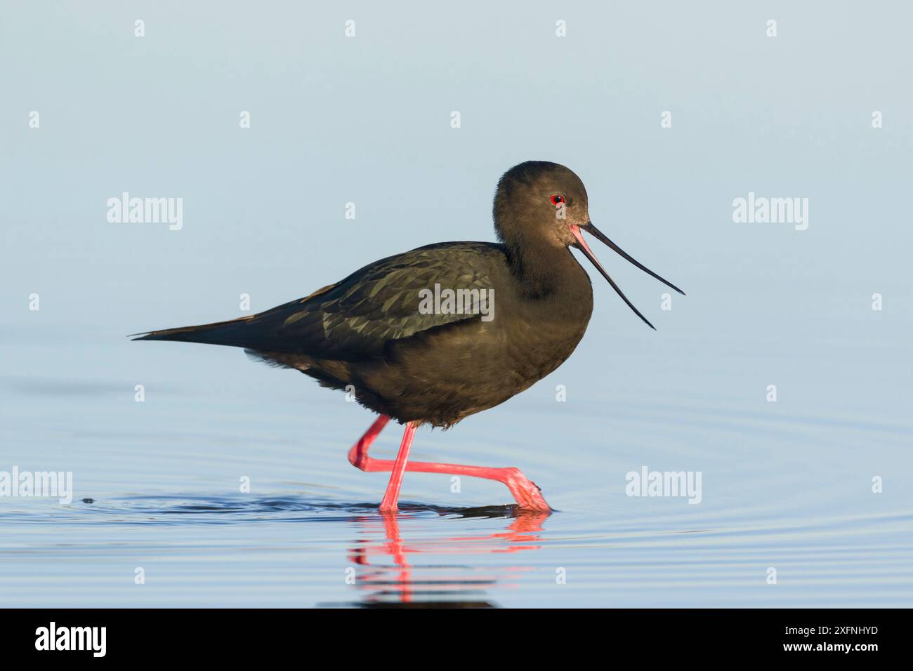 Black / New Zealand stilt (Himantopus novaezelandiae) calling while ...