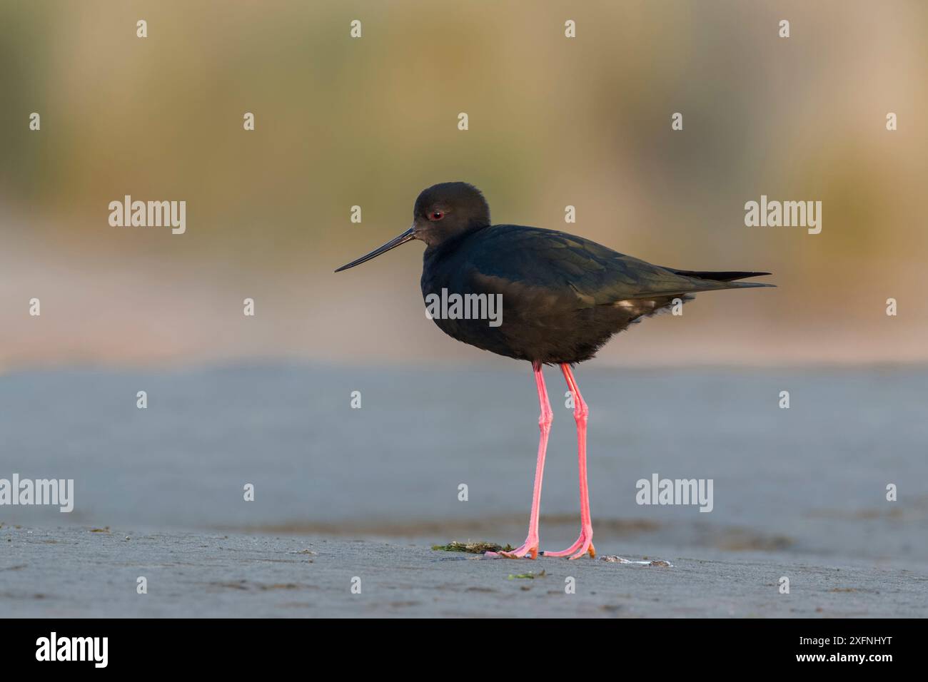 Black / New Zealand stilt (Himantopus novaezelandiae) standing on fine ...