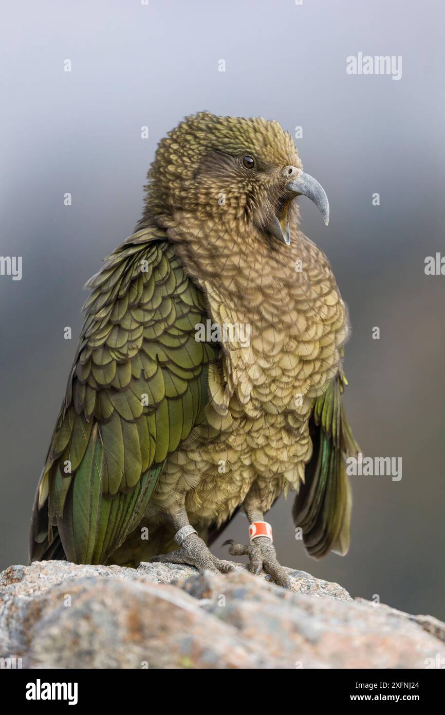 Adult Kea (Nestor notabilis) calling, ringed/banded bird. Arthur's Pass ...