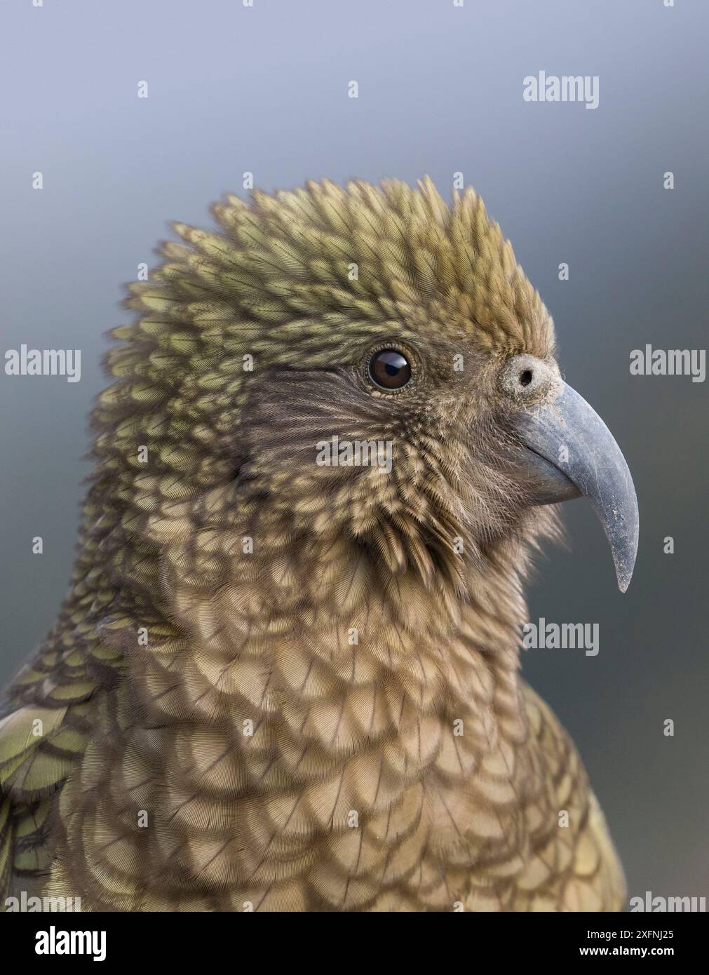 Adult female Kea (Nestor notabilis) portrait. Arthur's Pass, South ...