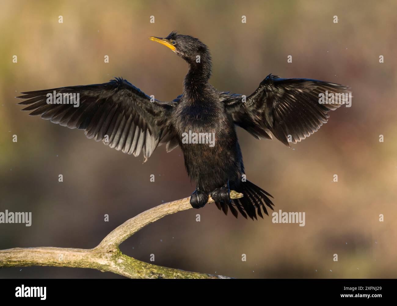 Little pied cormorant (Microcarbo melanoleucos previously known as ...