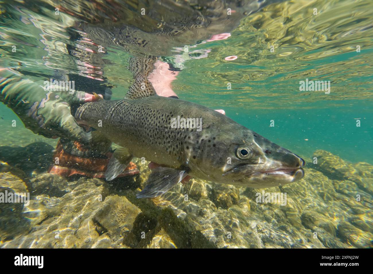 Underwater view of a fly fisherman releasing a large Brown trout (Salmo ...