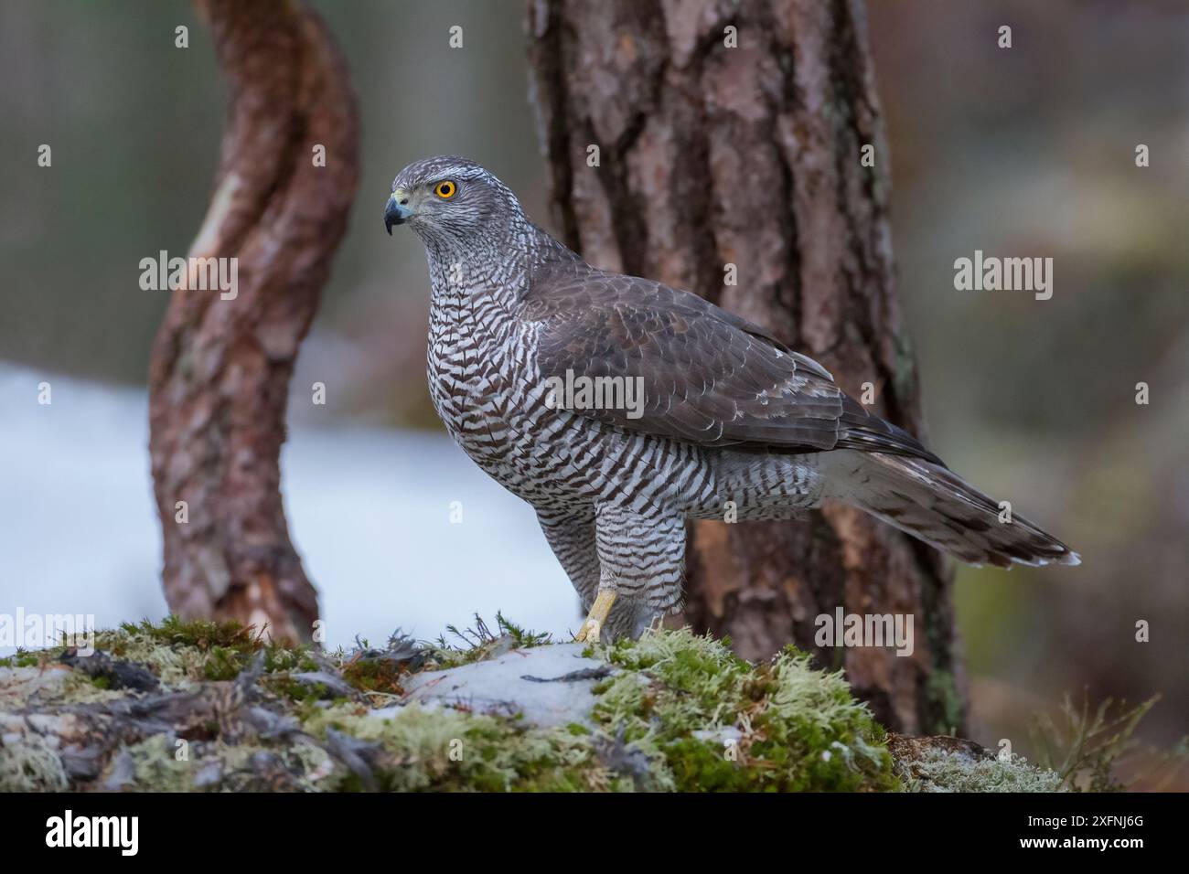 Female goshawk (Accipiter gentilis) perched on forest floor. Southern ...