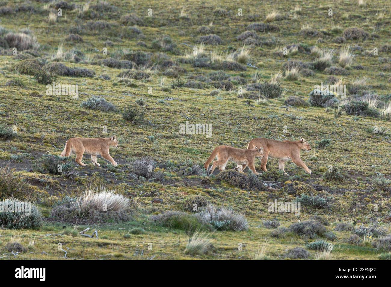 Puma (puma concolor) teaching her 7-month male and female cubs how to ...
