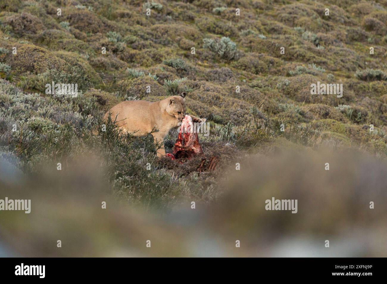 Puma (Puma concolor) male eating a Guanaco at dawn, Torres del Paine ...
