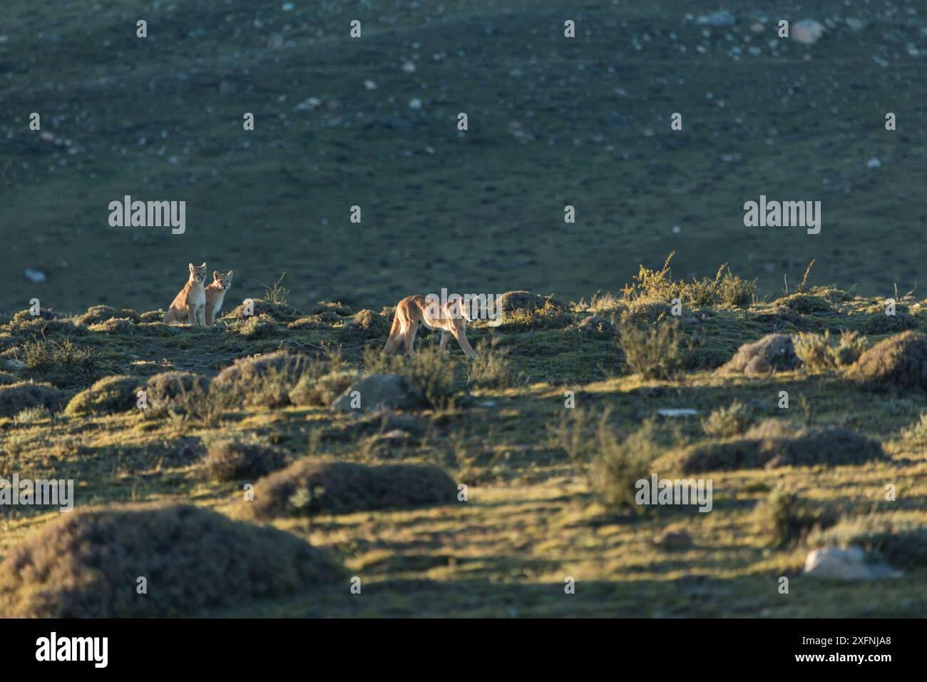 Puma (Puma concolor) female and her 7-month male and female cubs ...