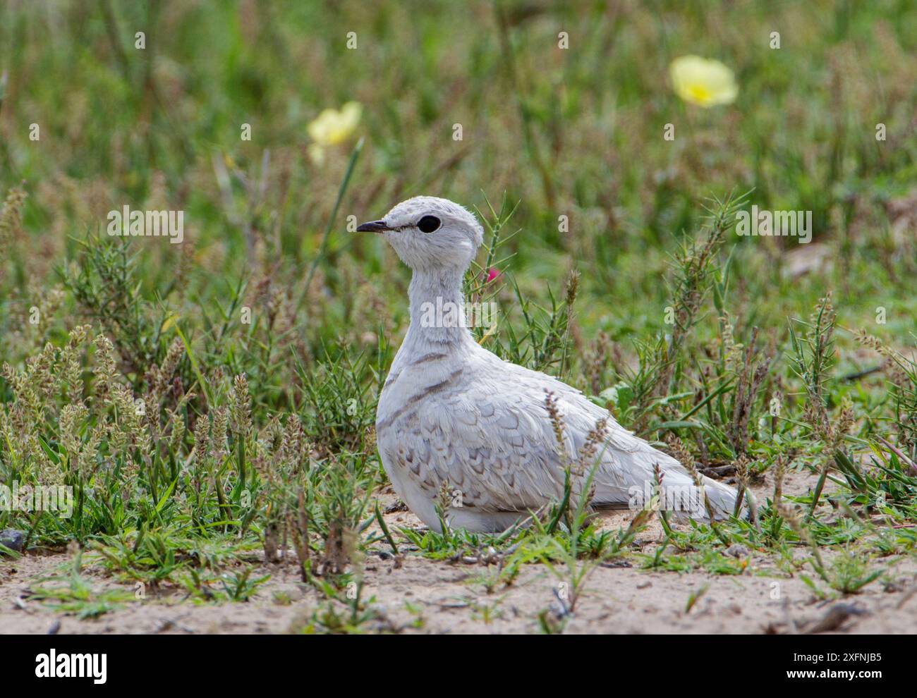 Leucistic birds hi-res stock photography and images - Alamy