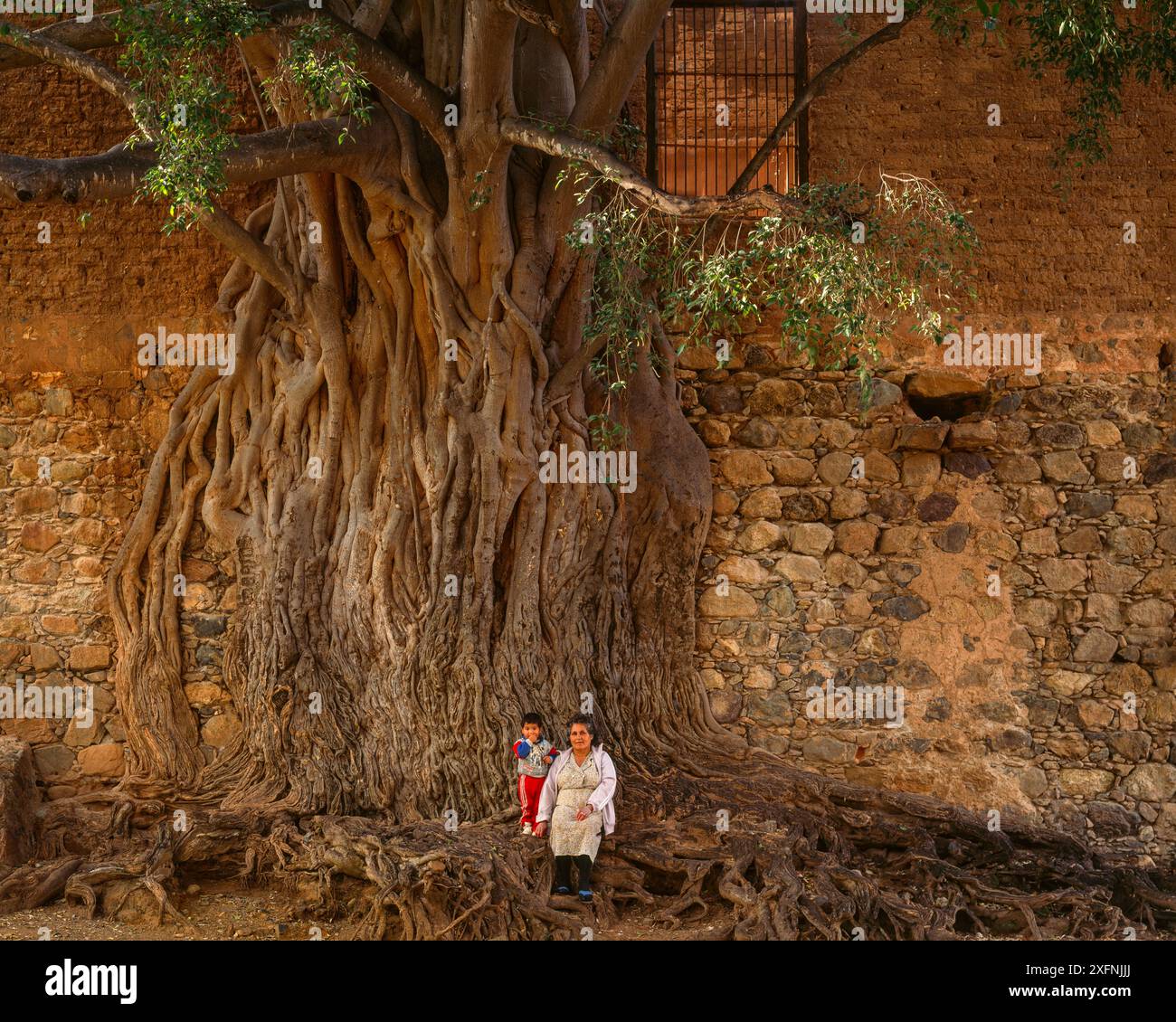 Grandmother and grandson standing next to Strangler fig (Ficus ...