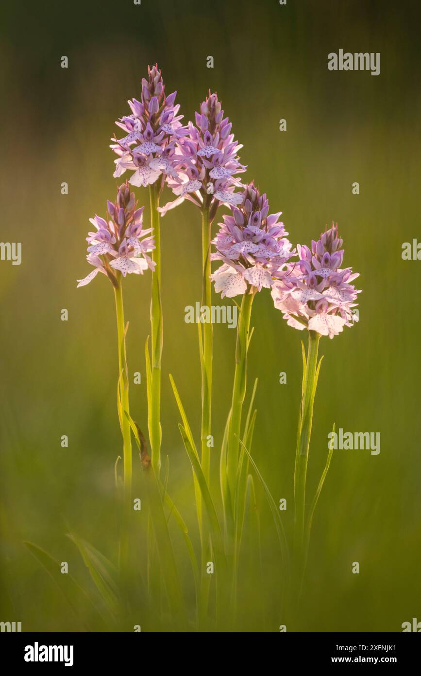 Common spotted orchids (Dactylorhiza fuchsii), backlit, Volehouse ...