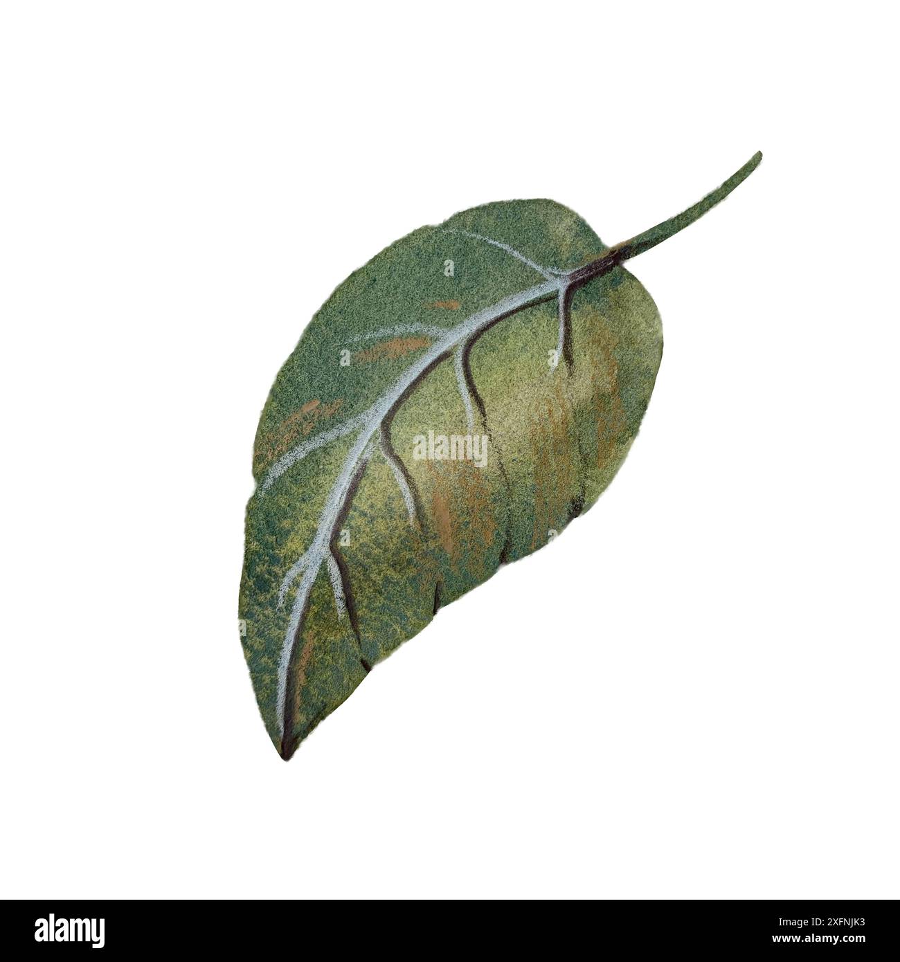 Plum tree leaf watercolor illustration hand drawn and isolated on a ...