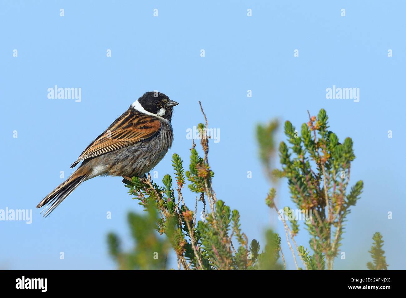 Common reed bunting (Emberiza schoeniclus) male on branch, Vendee ...