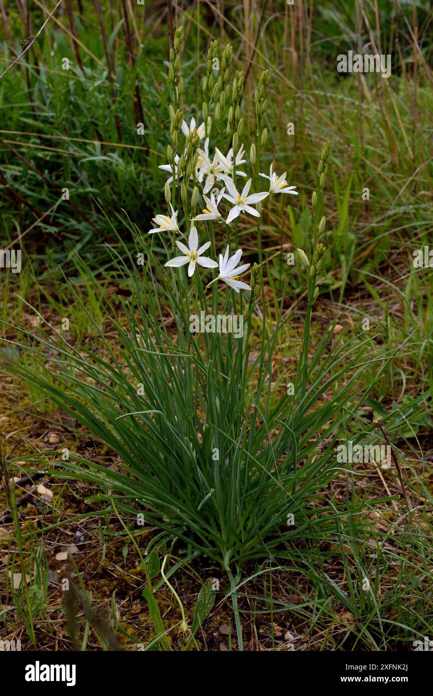 St Bernard's lily (Anthericum liliago) flower, Gorges du Tarn, France ...