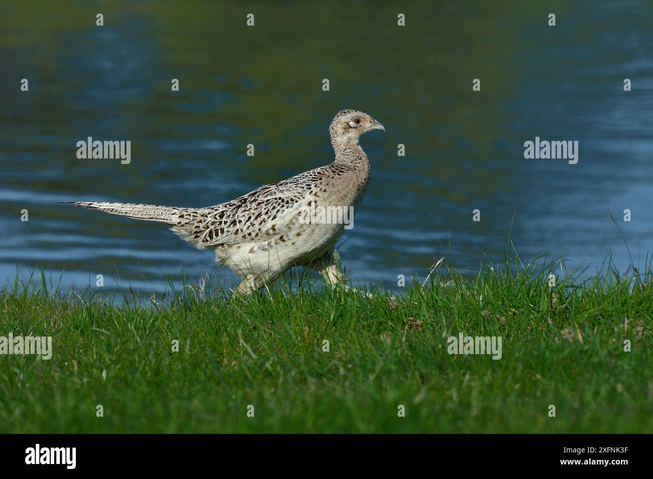 Common pheasant (Phasianus colchicus) in grass, Vendee, France, April ...