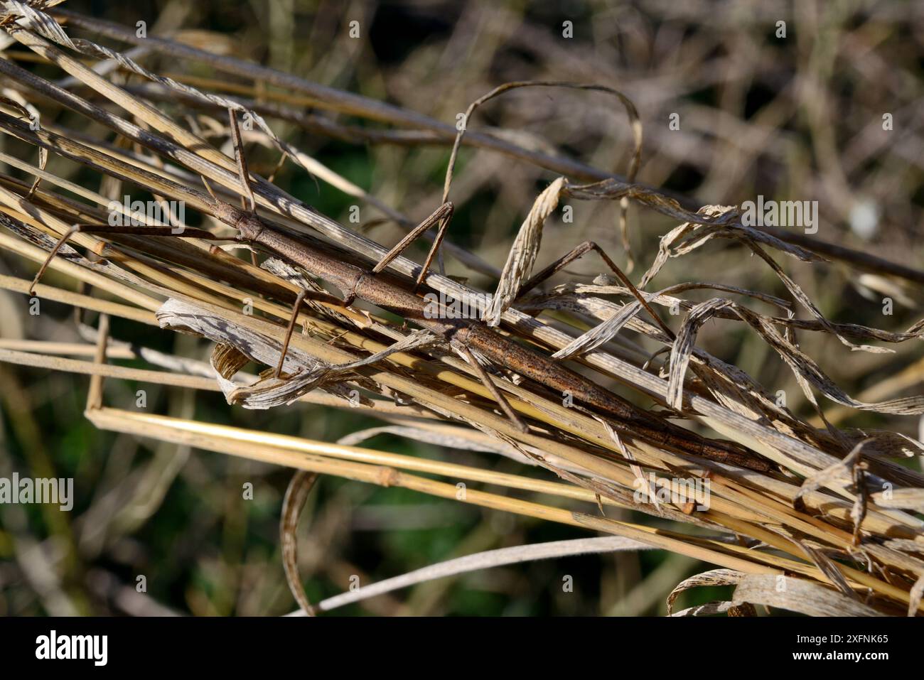 French stick insect (Clonopsis gallica) camouflaged in grass Stock ...