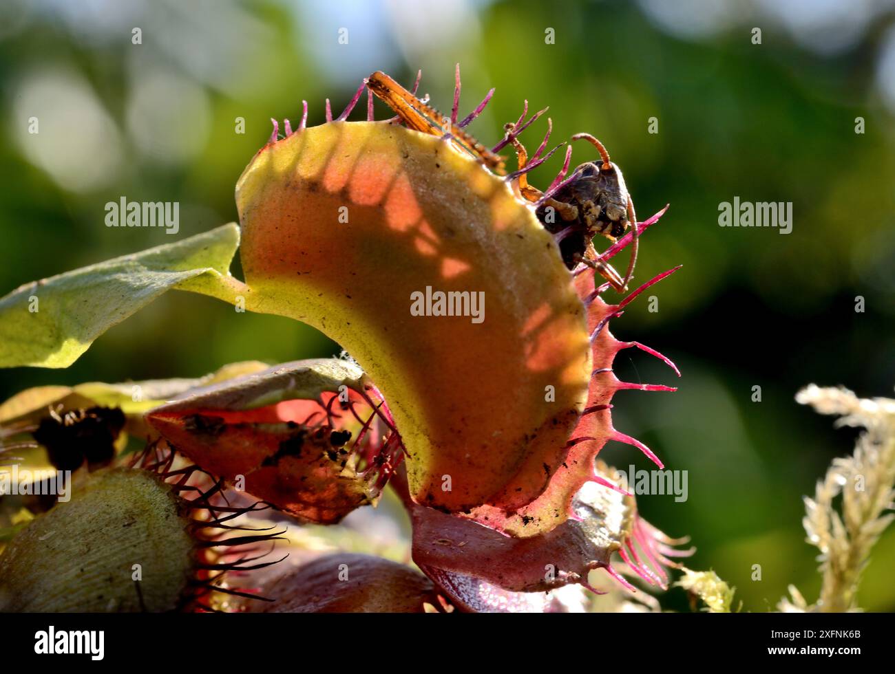 Venus flytrap (Dionaea muscipula) with grasshopper prey, USA Stock ...