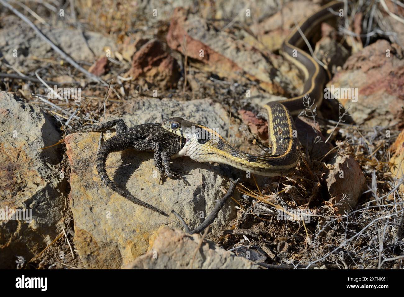 Checkered garter snake hi-res stock photography and images - Alamy