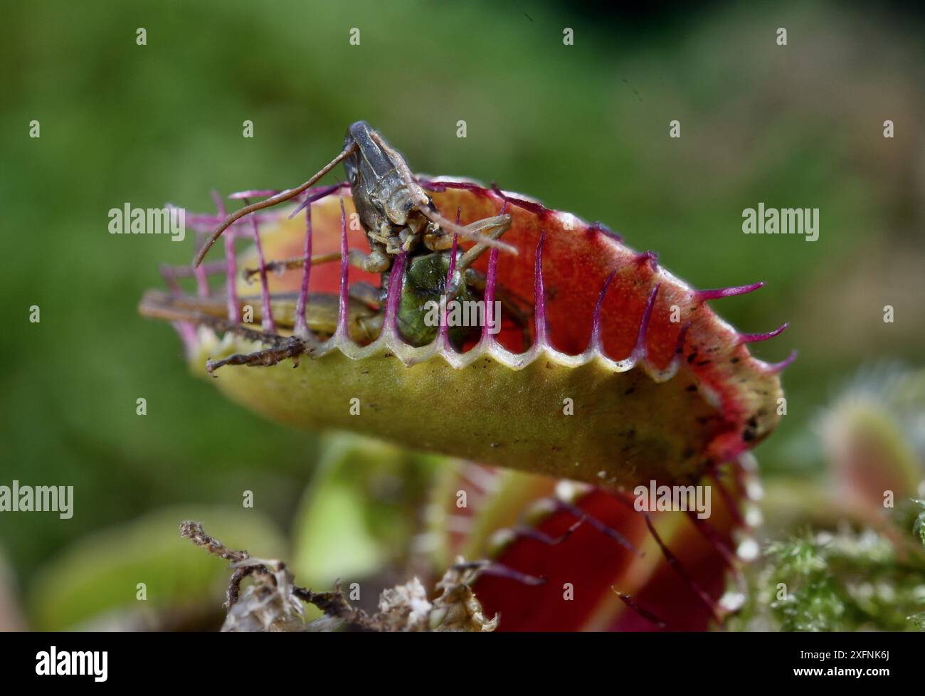 Carnivorous plant grasshopper hi-res stock photography and images - Alamy