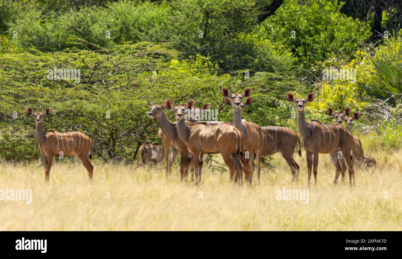 A herd of female and their young Greater Kudu. The females remain in ...