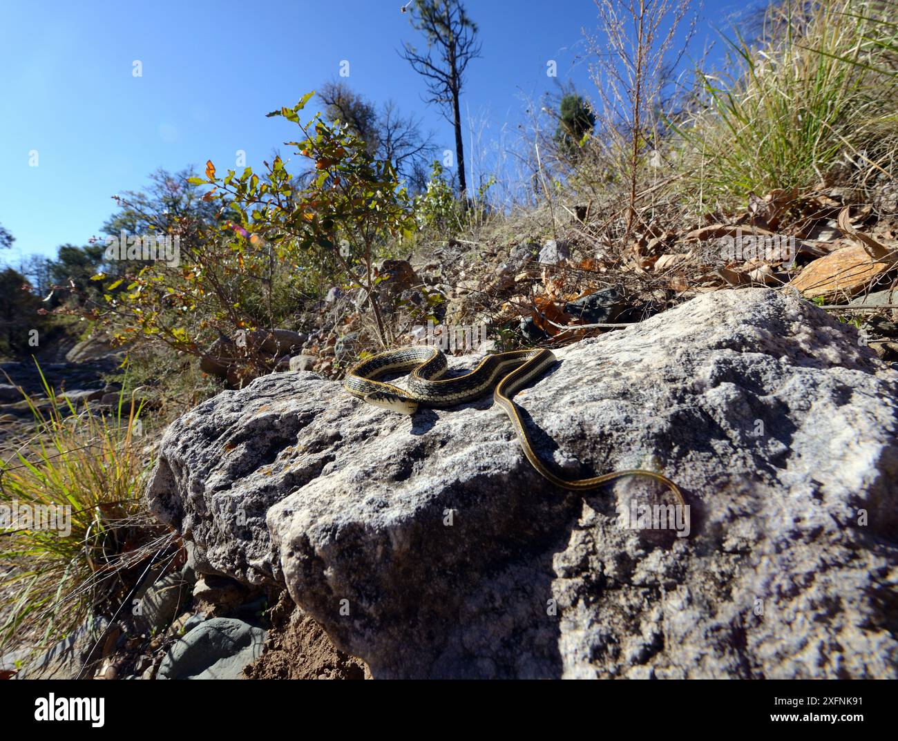 Checkered garter snake (Thamnophis marcianus) Chiricahua mountains ...