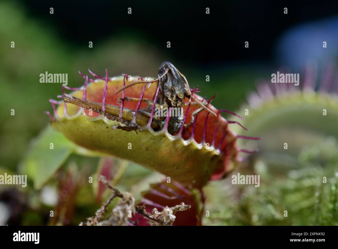 Carnivorous plant grasshopper hi-res stock photography and images - Alamy