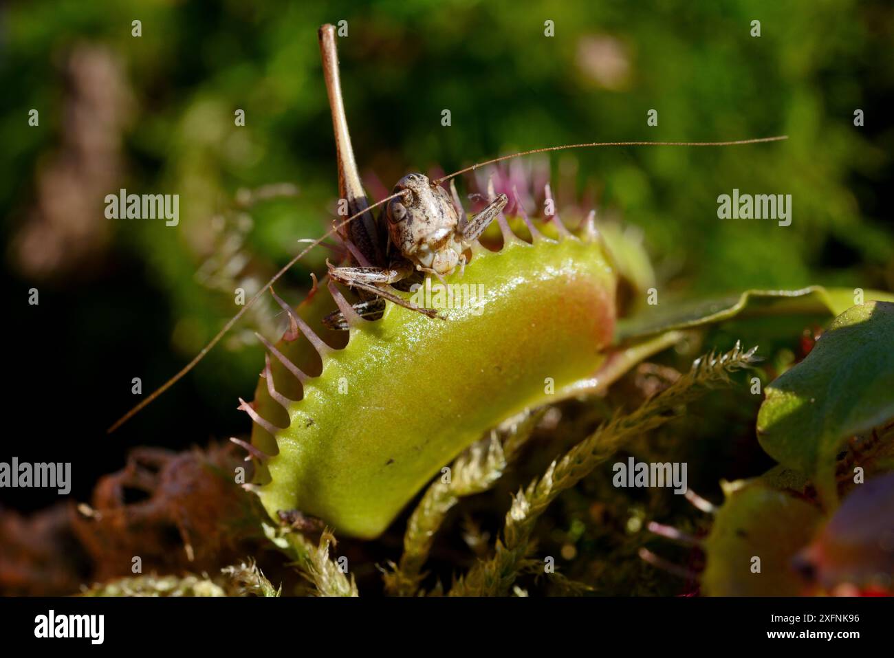 Venus flytrap (Dionaea muscipula) with grasshopper prey, USA Stock ...