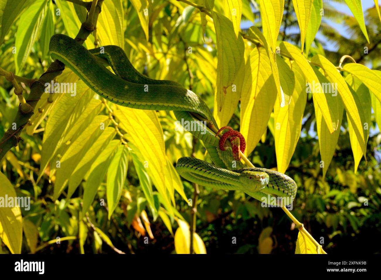 Hagens hi-res stock photography and images - Alamy