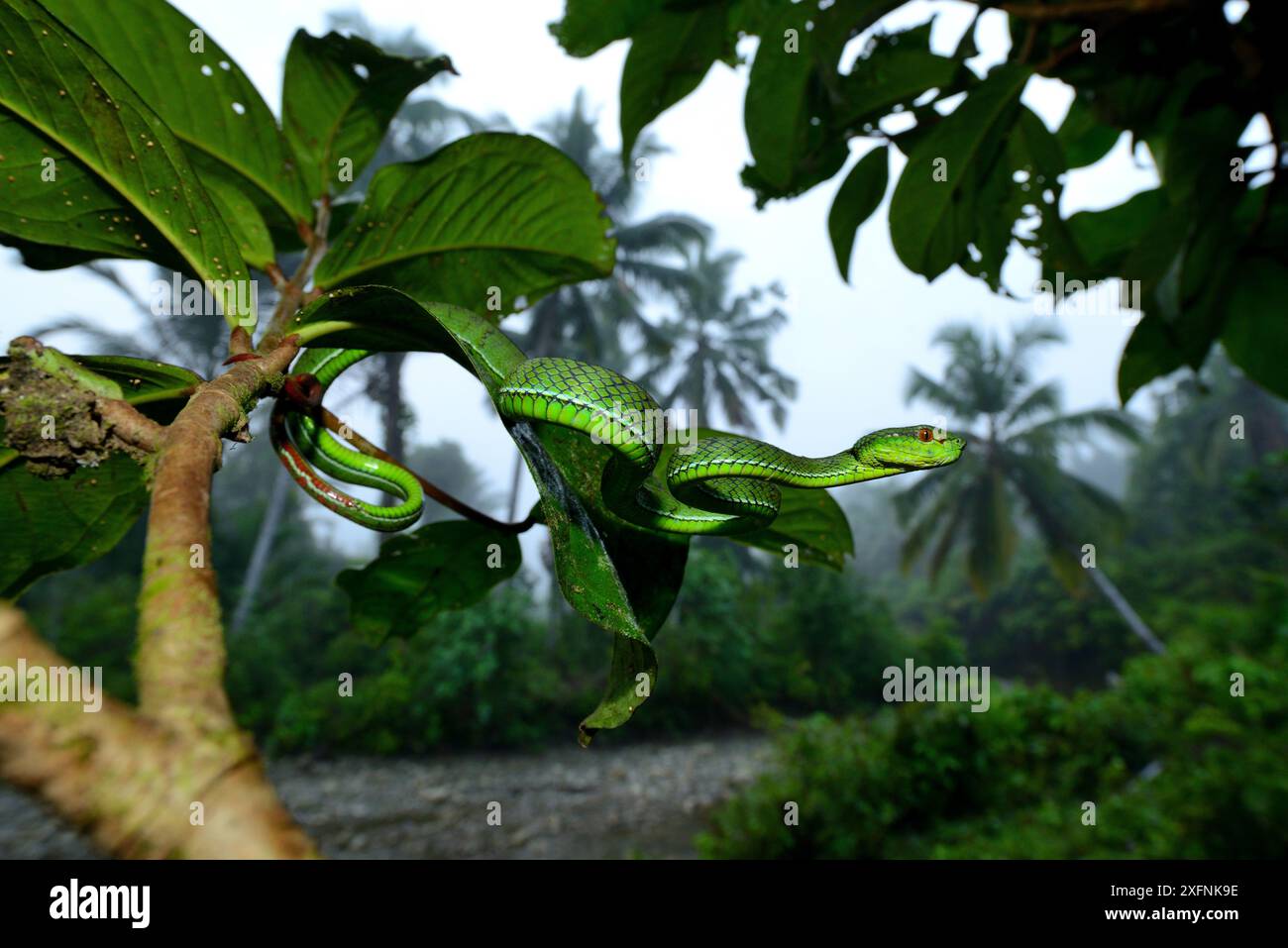 Siberut island sumatra indonesia hi-res stock photography and images ...