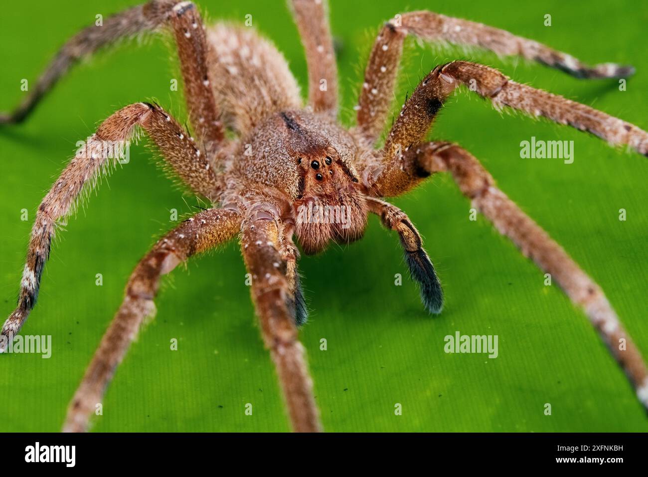 Phoneutria and nigriventer hi-res stock photography and images - Alamy