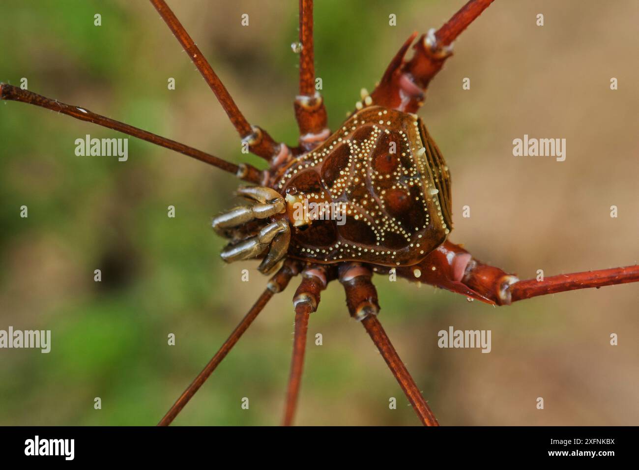 Ornate harvestman (Promitobates ornatus) Parque da Onca Parda Private ...