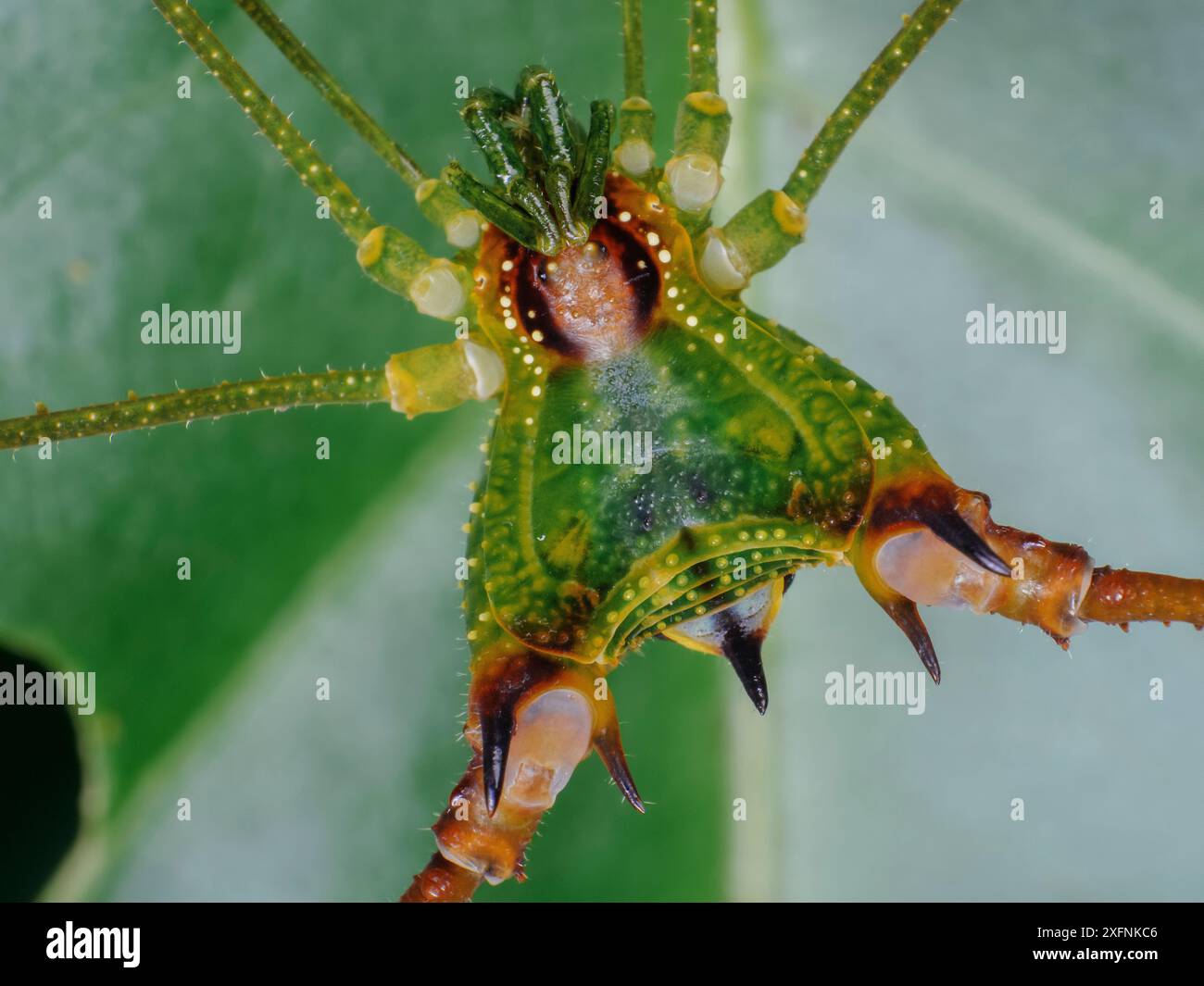 Green harvestman (Iguapeia melanocephala) Salto Morato Private Reserve ...
