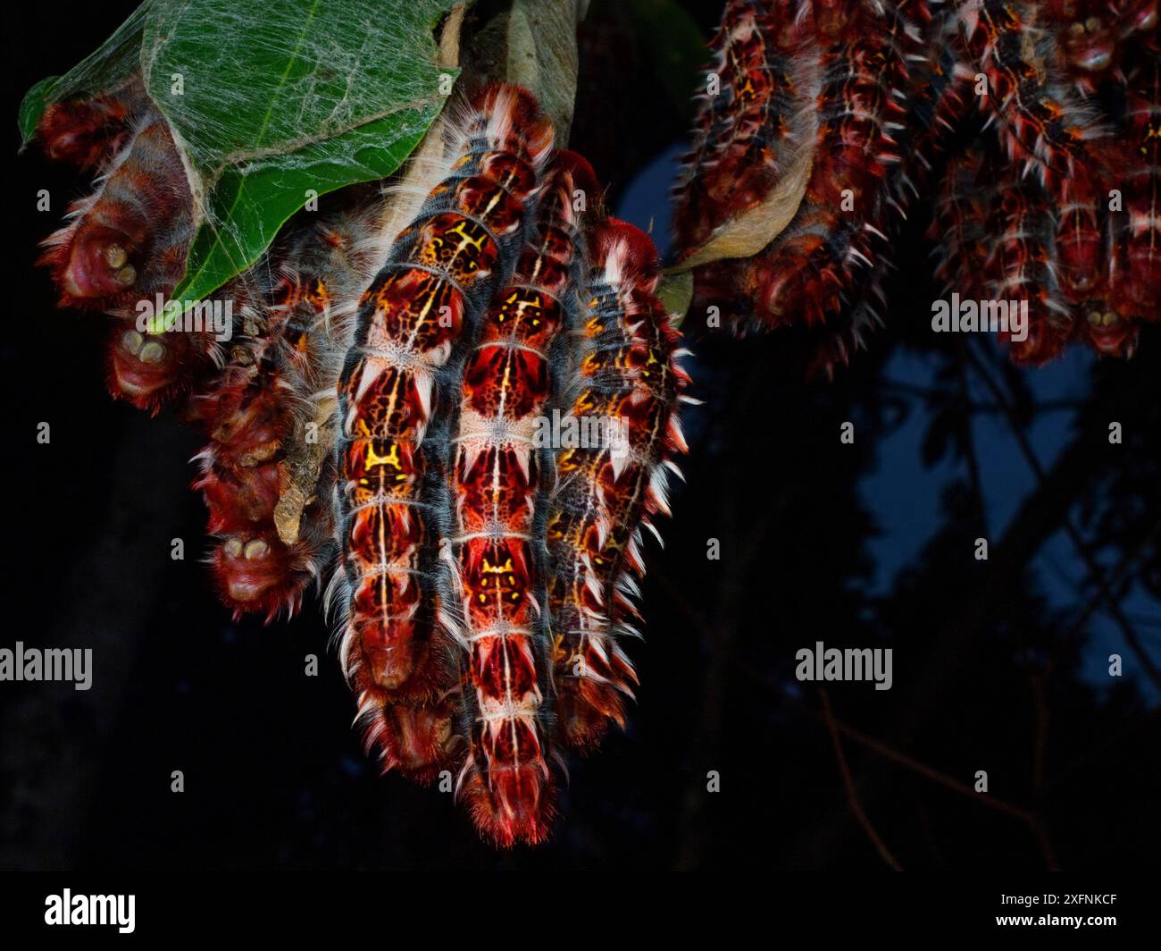 Morpho butterfly group hi-res stock photography and images - Alamy