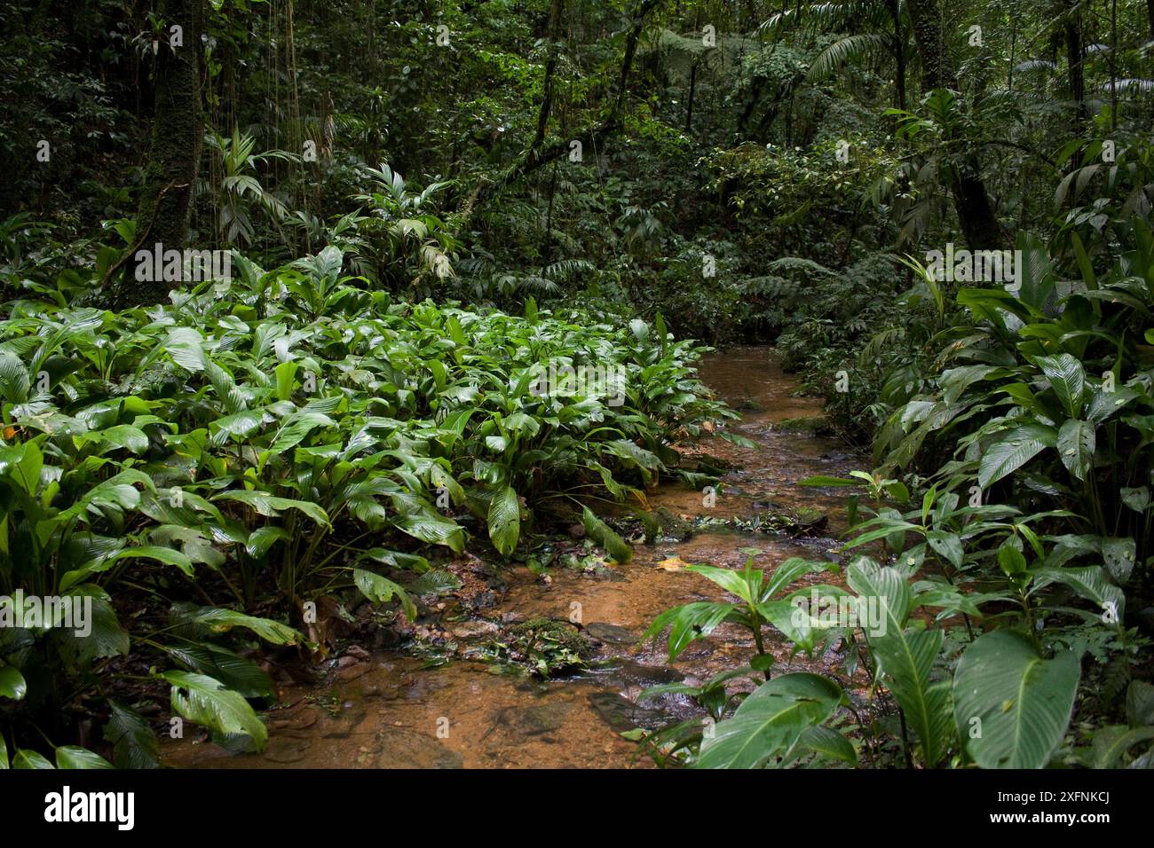 Shallow streams used as trails for wildlife, Parque da Onca Parda ...