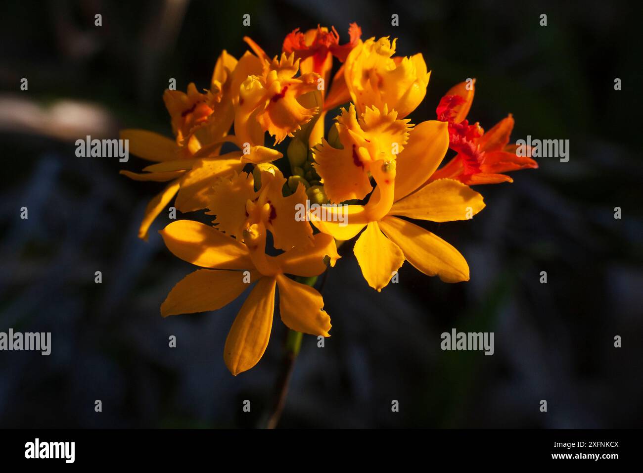 Epidendrum sp hi-res stock photography and images - Alamy