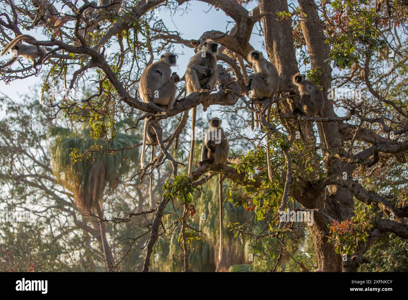Semnopithecus entellus jodhpur hi-res stock photography and images - Alamy