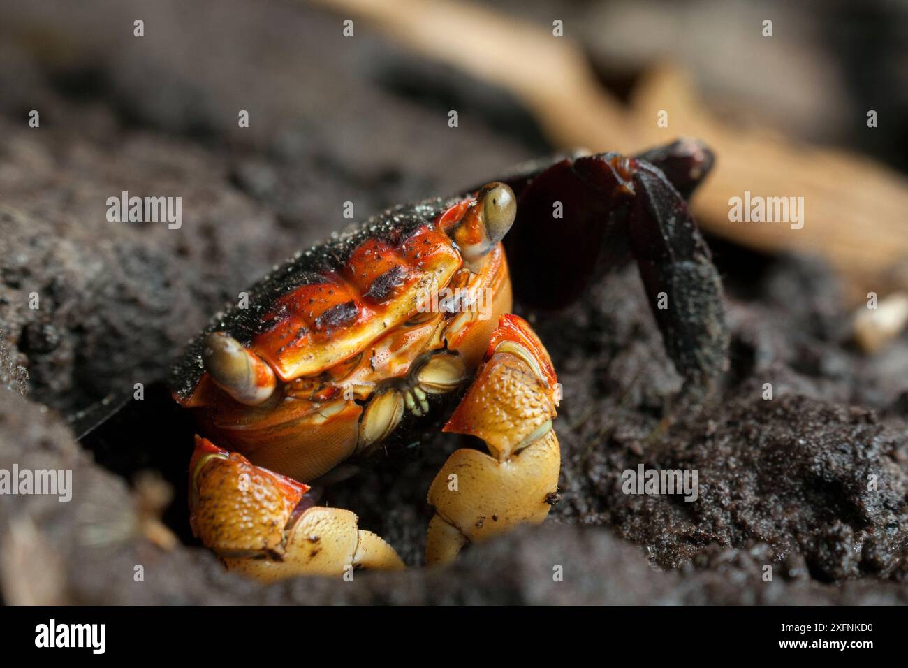 Small mangrove root crab (Goniopsis sp) Ilha do Cardoso State Park, Sao ...