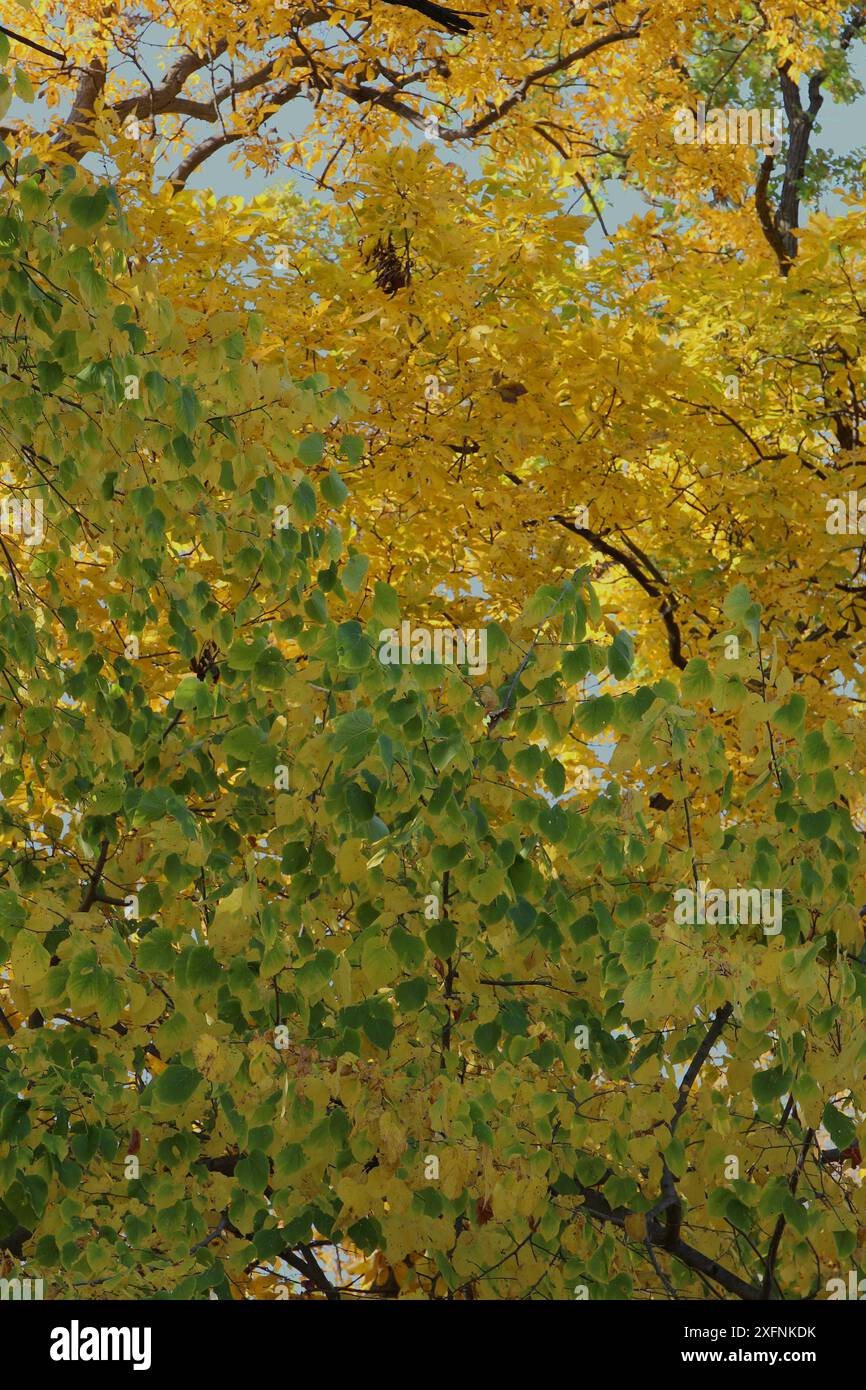 Close up of the canopy of a Linden Tree with the leaves changing from ...