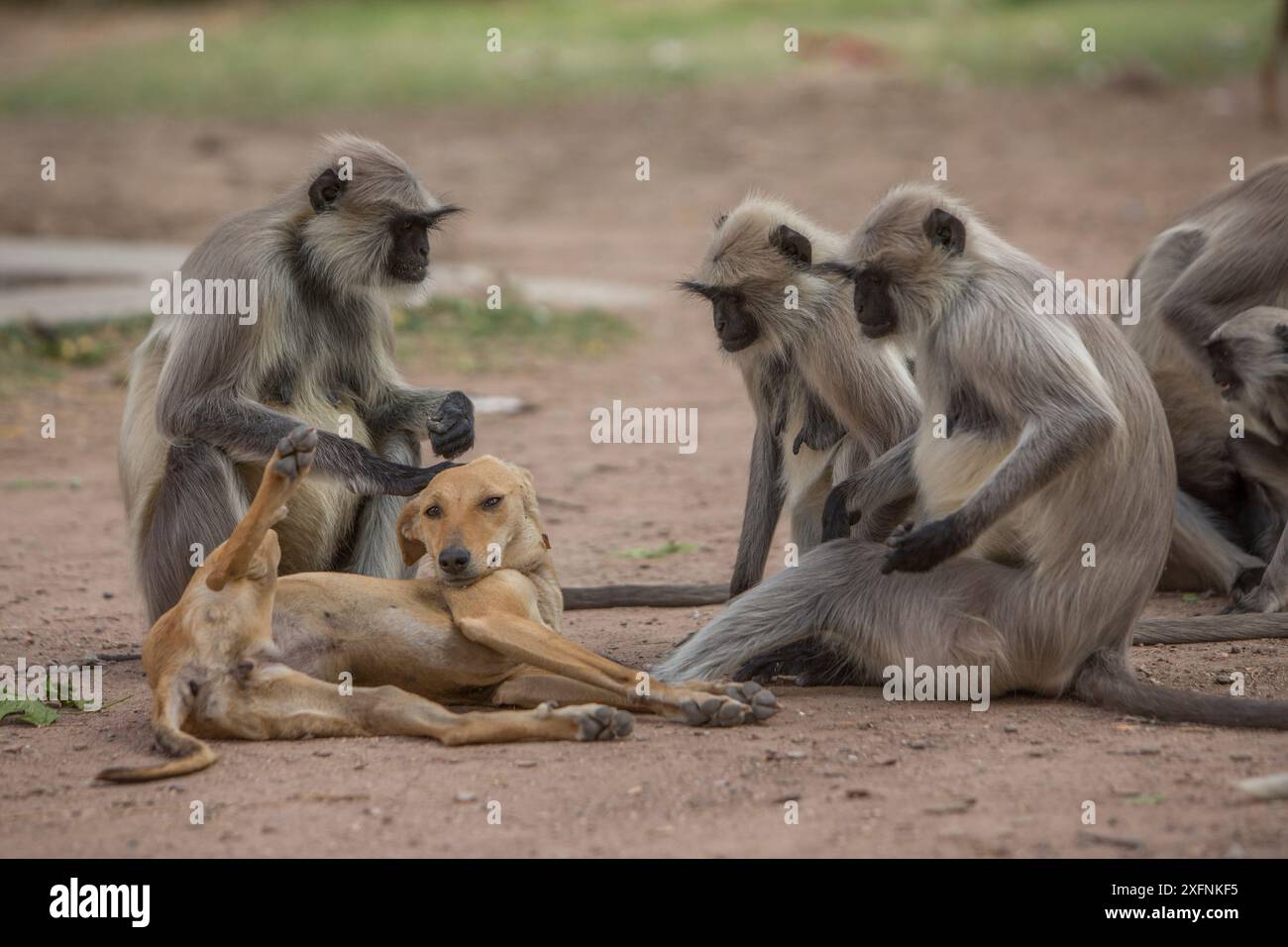 Hanuman langurs (Semnopithecus entellus) grooming dog Mandore Garden ...