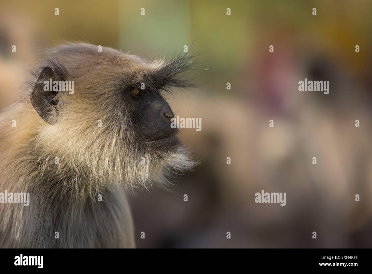 Semnopithecus entellus jodhpur hi-res stock photography and images - Alamy