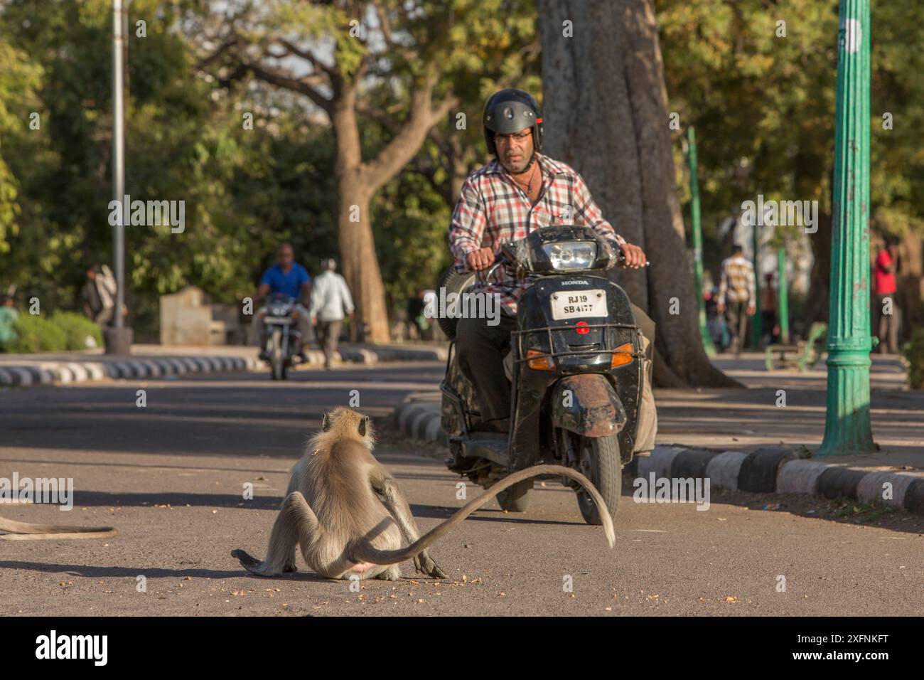 Primates motorcycle hi-res stock photography and images - Alamy