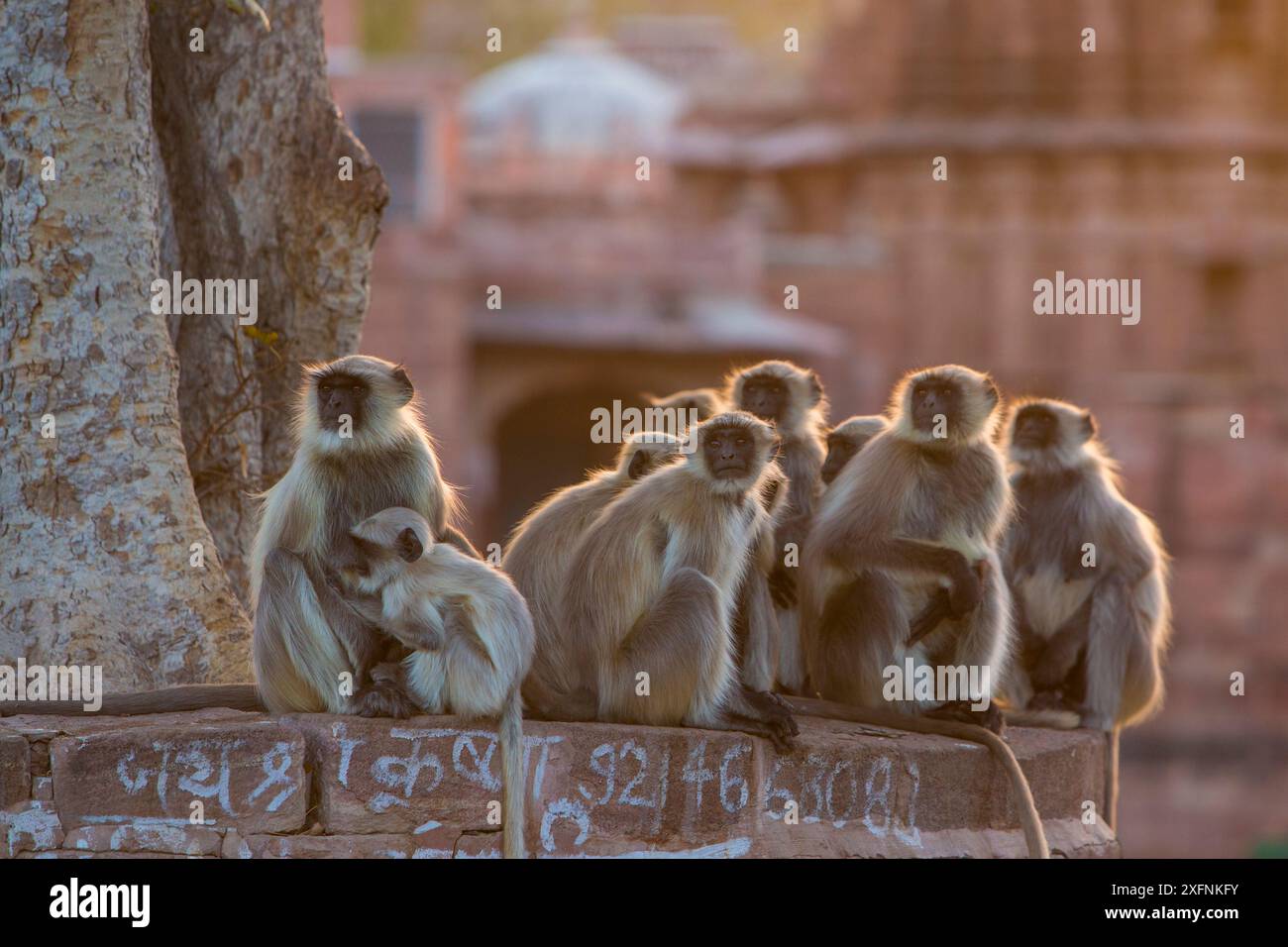 Hanuman Langurs (Semnopithecus entellus) group in front of cenotaph ...