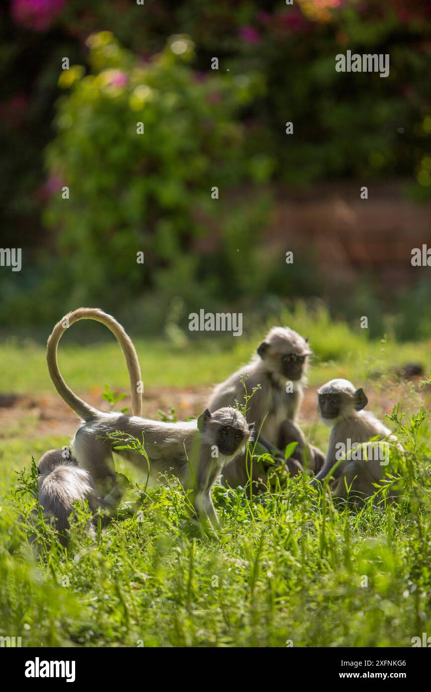 Hanuman Langurs (Semnopithecus entellus) social grooming behaviour ...