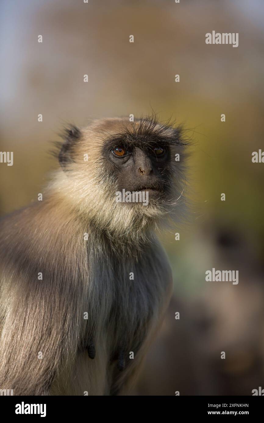 Semnopithecus entellus jodhpur hi-res stock photography and images - Alamy