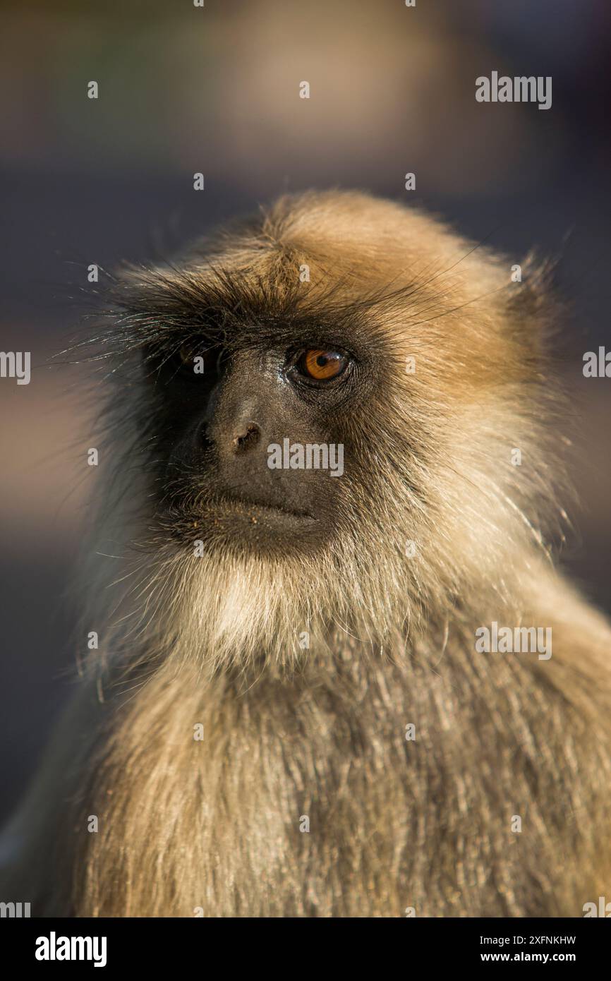Semnopithecus entellus jodhpur hi-res stock photography and images - Alamy