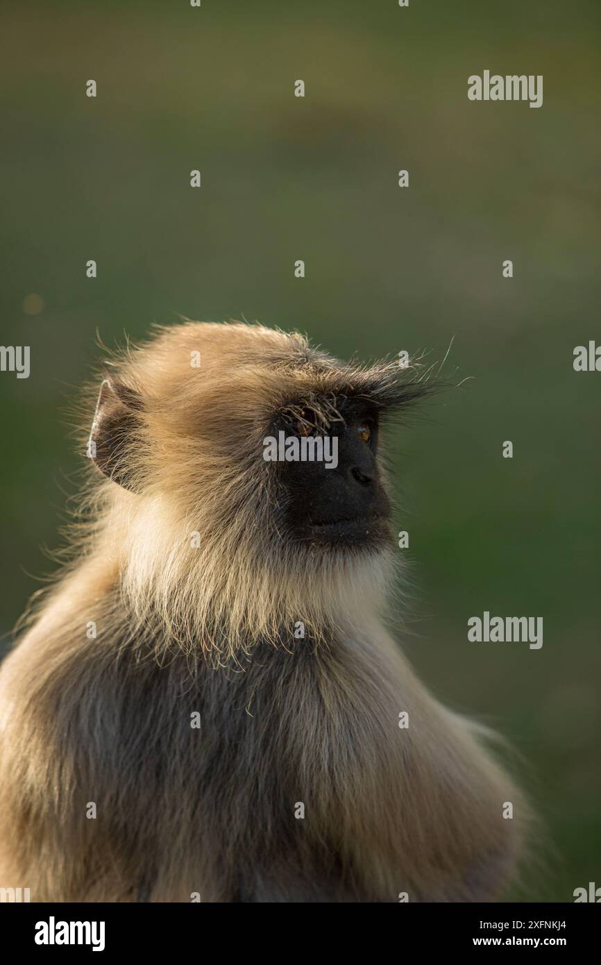 Semnopithecus entellus jodhpur hi-res stock photography and images - Alamy