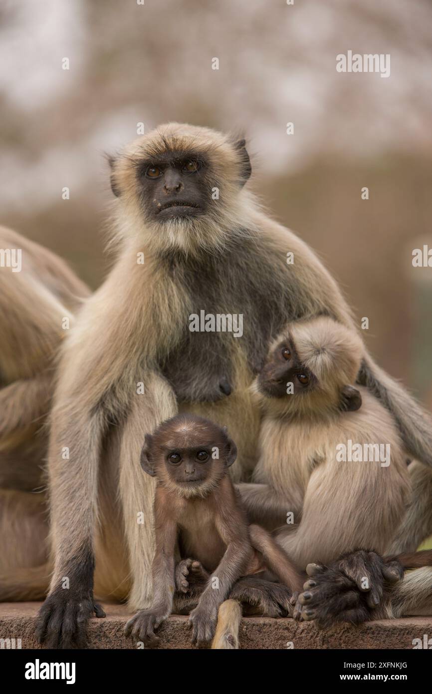 Semnopithecus entellus jodhpur hi-res stock photography and images - Alamy