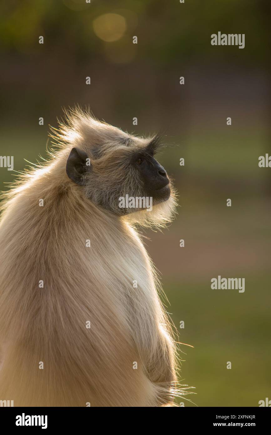 Semnopithecus entellus jodhpur hi-res stock photography and images - Alamy