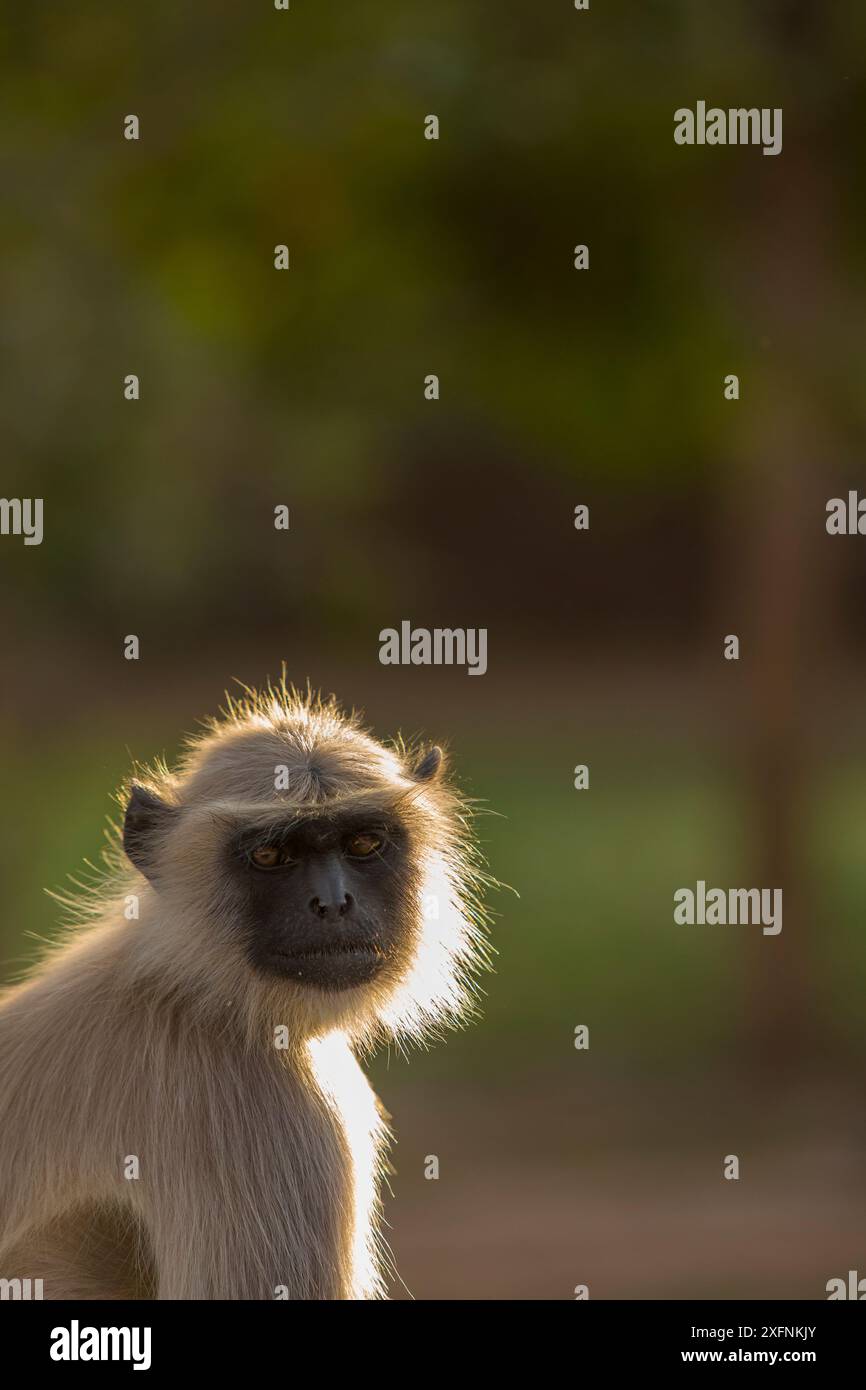 Semnopithecus entellus jodhpur hi-res stock photography and images - Alamy