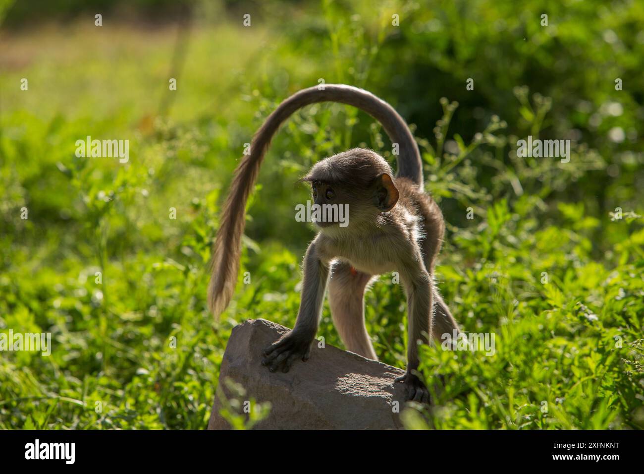 Semnopithecus entellus jodhpur hi-res stock photography and images - Alamy