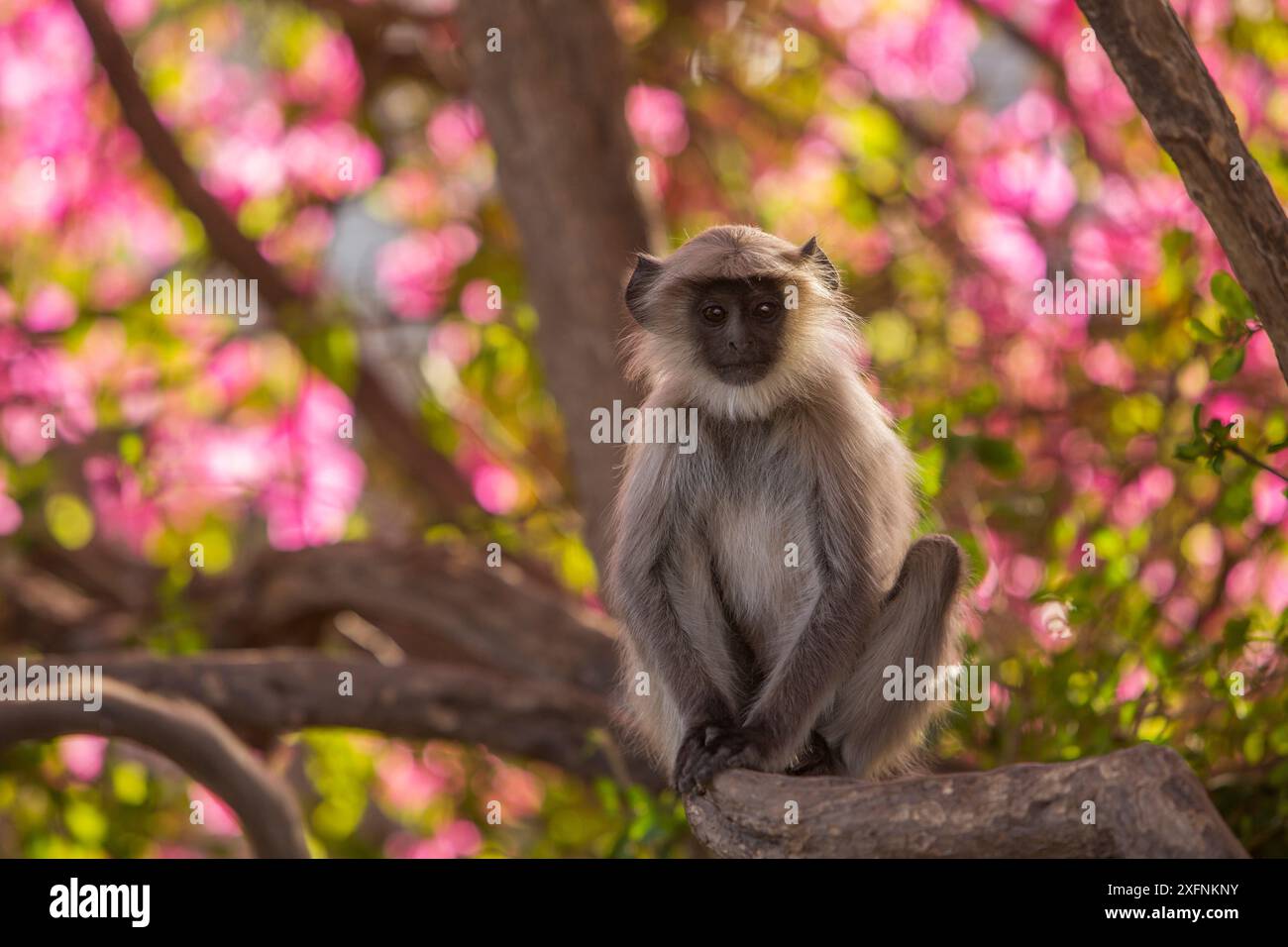 Semnopithecus entellus jodhpur hi-res stock photography and images - Alamy